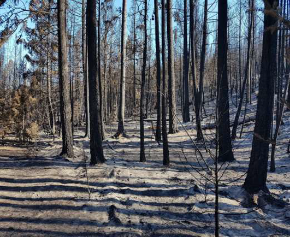 Challenges and Strategies for Salvaging Timber from Fire Damaged Stands ...