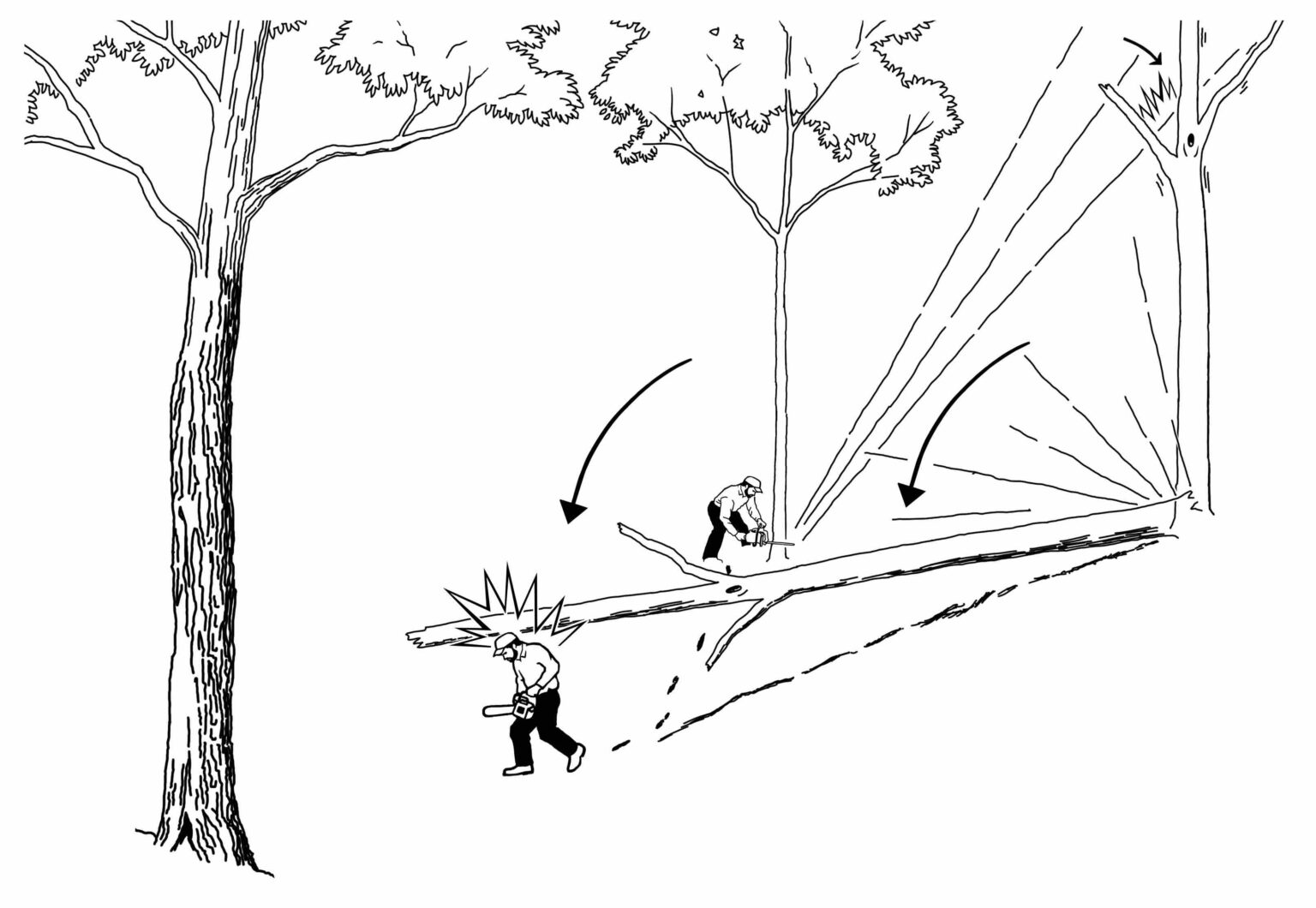 Experienced Timber Cutter Killed While Felling Sapling Forest experienced-timber-cutter-killed-while-felling-sapling-forest
