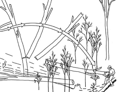 Dead Trees are Manual Felling Hazards - Forest Resources Association