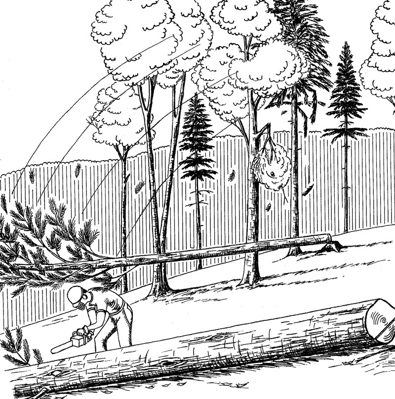 Wind Blows Lodged Tree Onto Logging Employee - Safety Alert - FRA