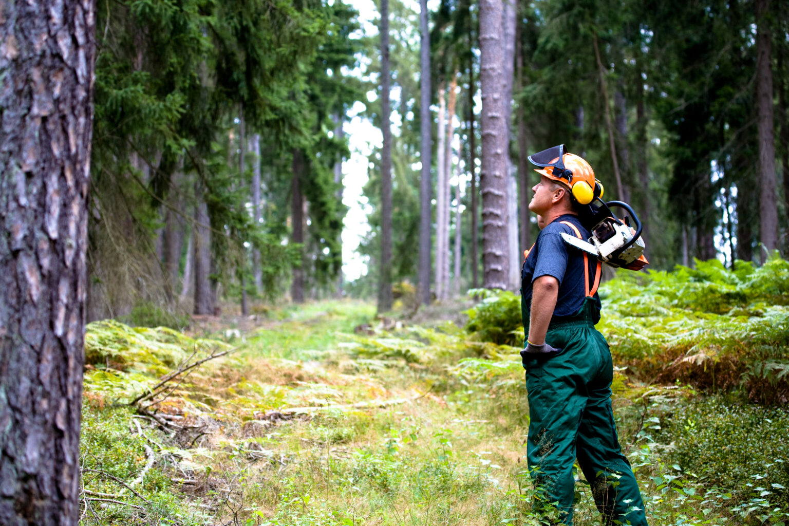 Are Workers in Logging and Forestry Really Happier and Less Stressed ...