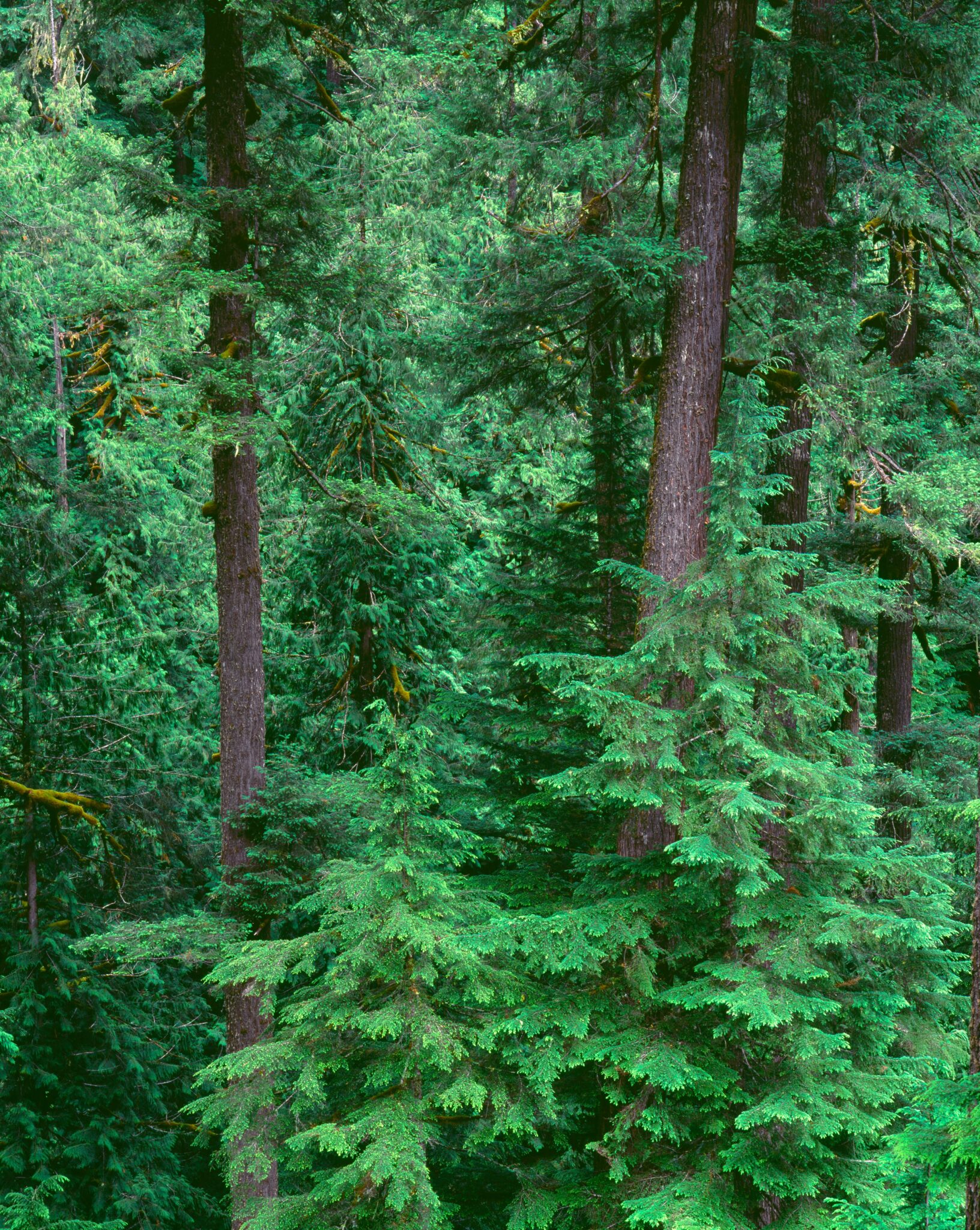 Cutting Red Tape: New Rules Pave Way for Timber Growth - Forest ...