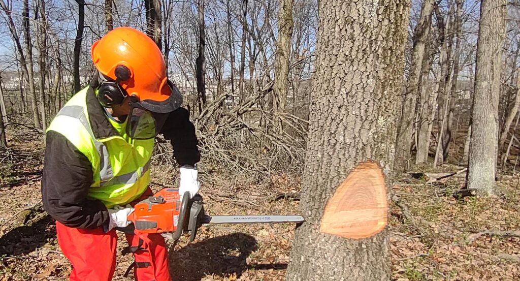 Logging with Purpose: How SFI Training Is Growing Across the United ...
